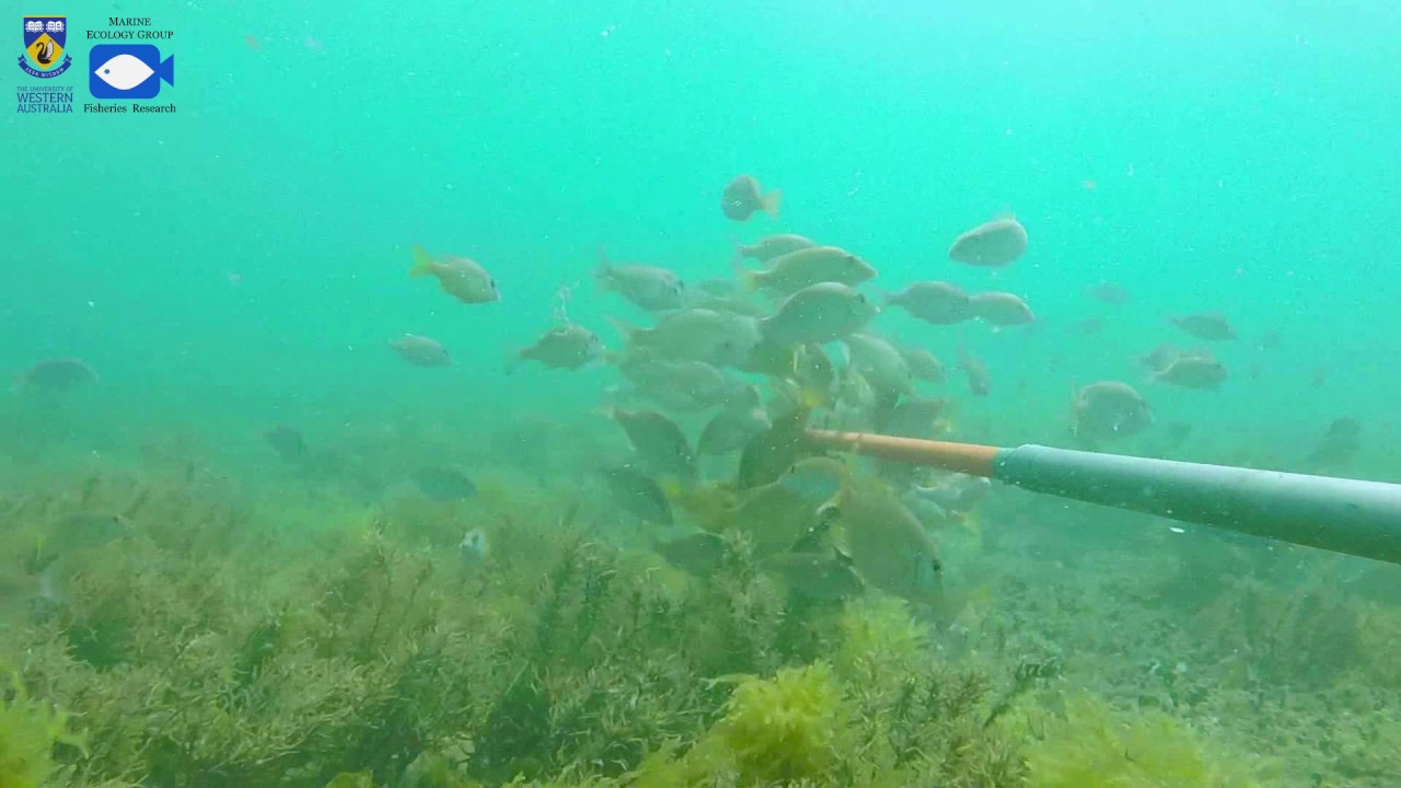 Juvenile Blue Lined Emperor near Dampier - YouTube