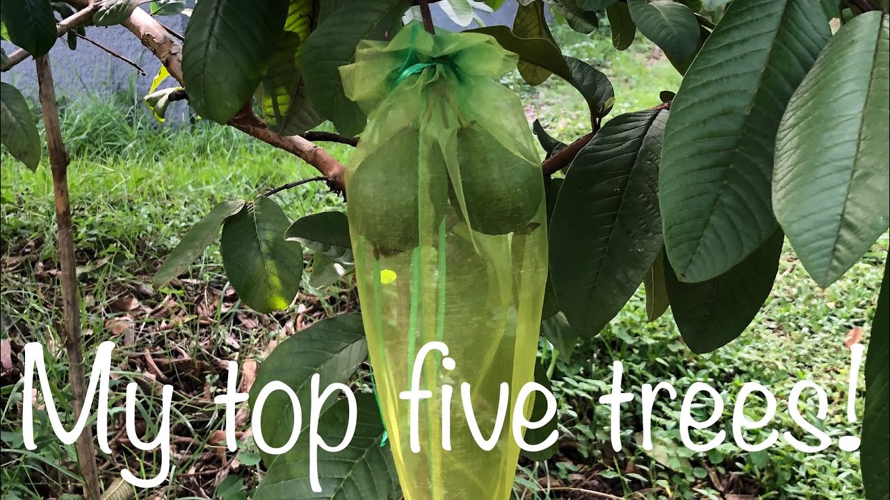 My top five multi harvest trees to grow in your food forest! - YouTube
