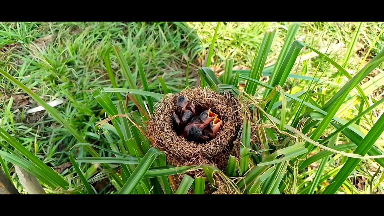 Bar winged prinia bird brings baby food3#birds #nature - YouTube