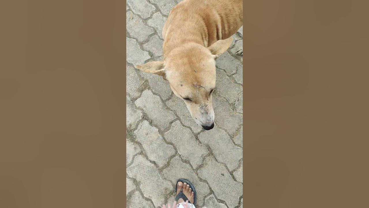 Dog lover, they actually need your affection #dog #streetdog #doglover ...