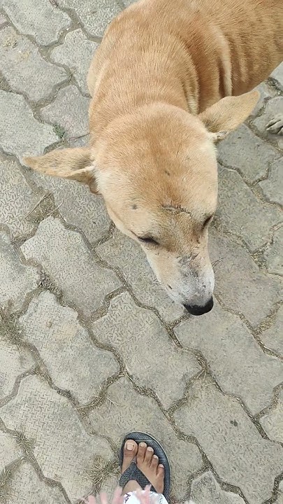 Dog lover, they actually need your affection #dog #streetdog #doglover ...