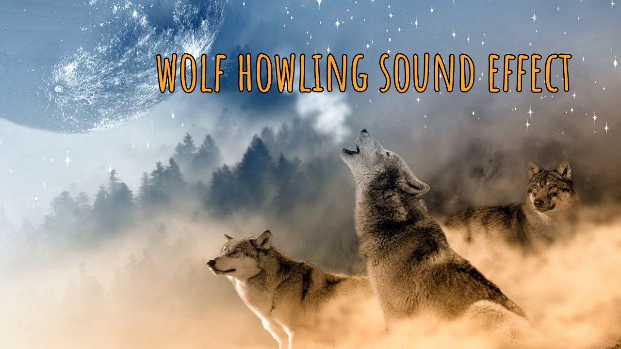 WOLF HOWLING🐺Sound Effects Free Download-0:09 Minutes🐺mp3 Download # ...