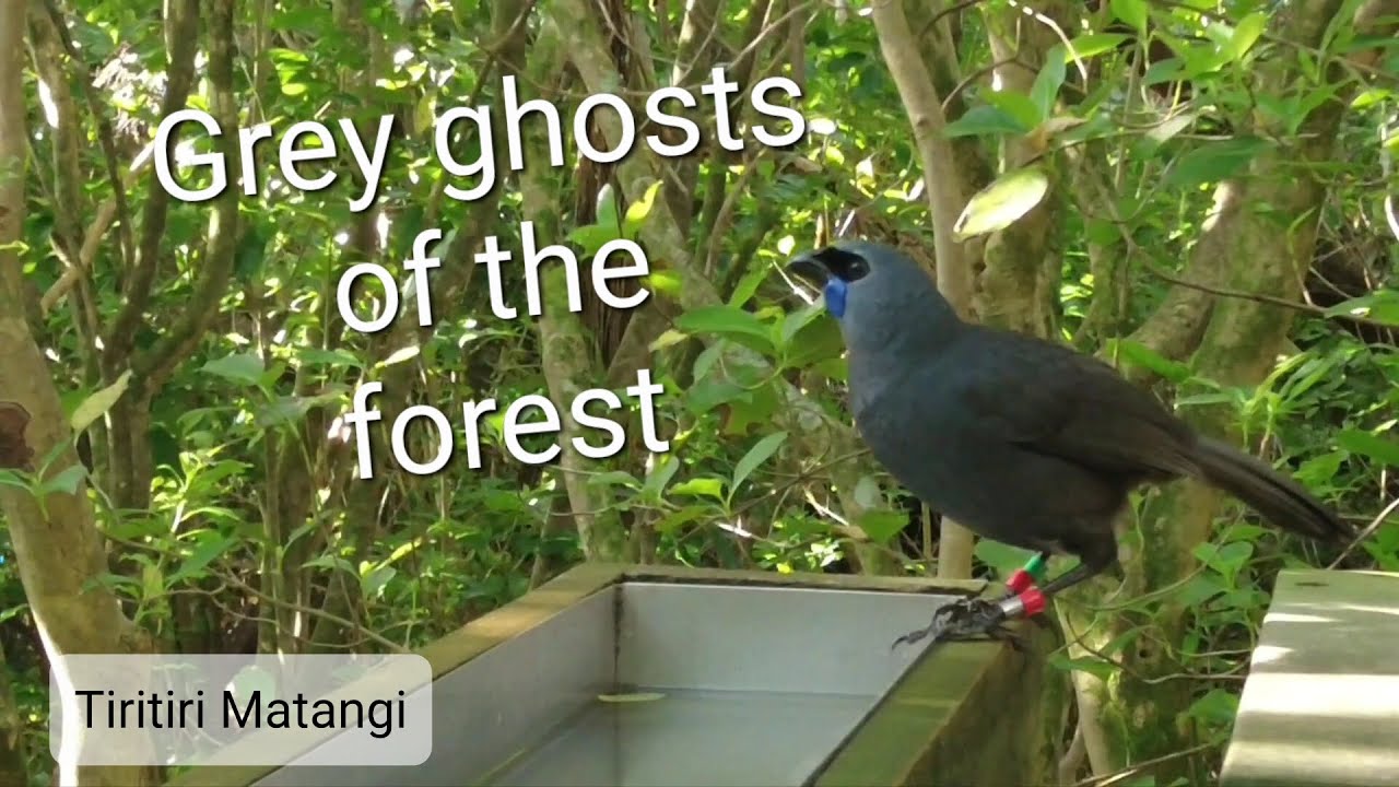 Kōkako | Grey ghosts of the forest - YouTube
