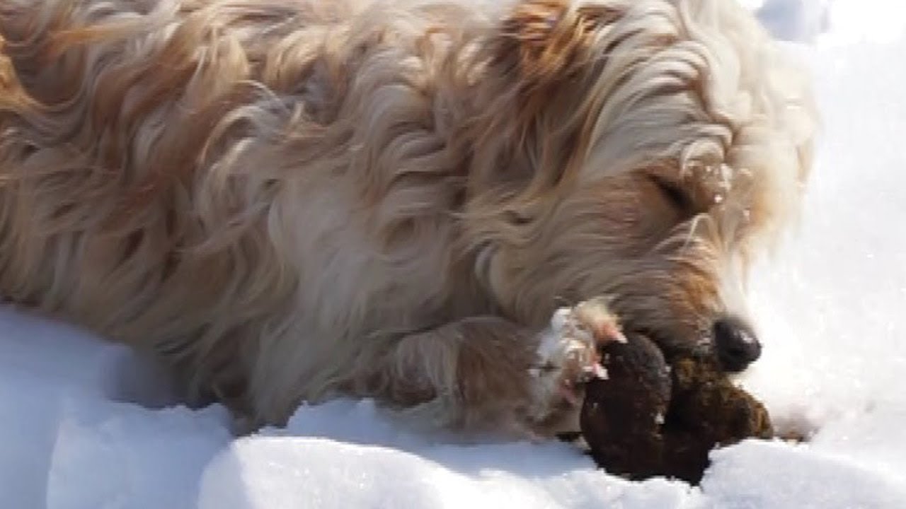 PIES je gówno KONIA 🍽🐕 - YouTube