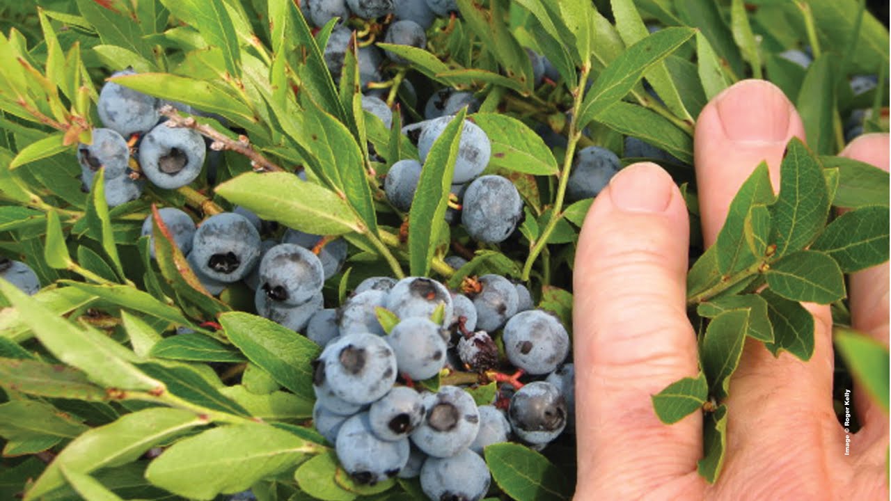 Berry Crops, Agriculture and Research - YouTube