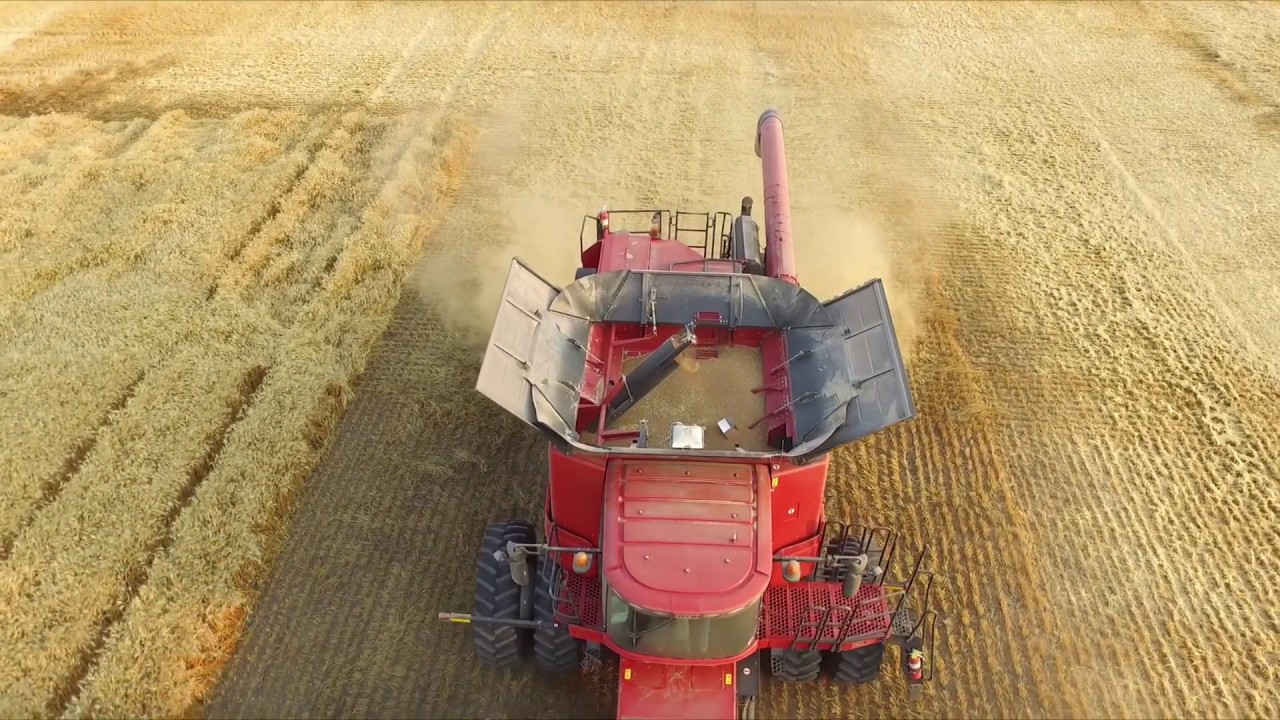Dusek Farms Wheat Harvest 2018 - YouTube