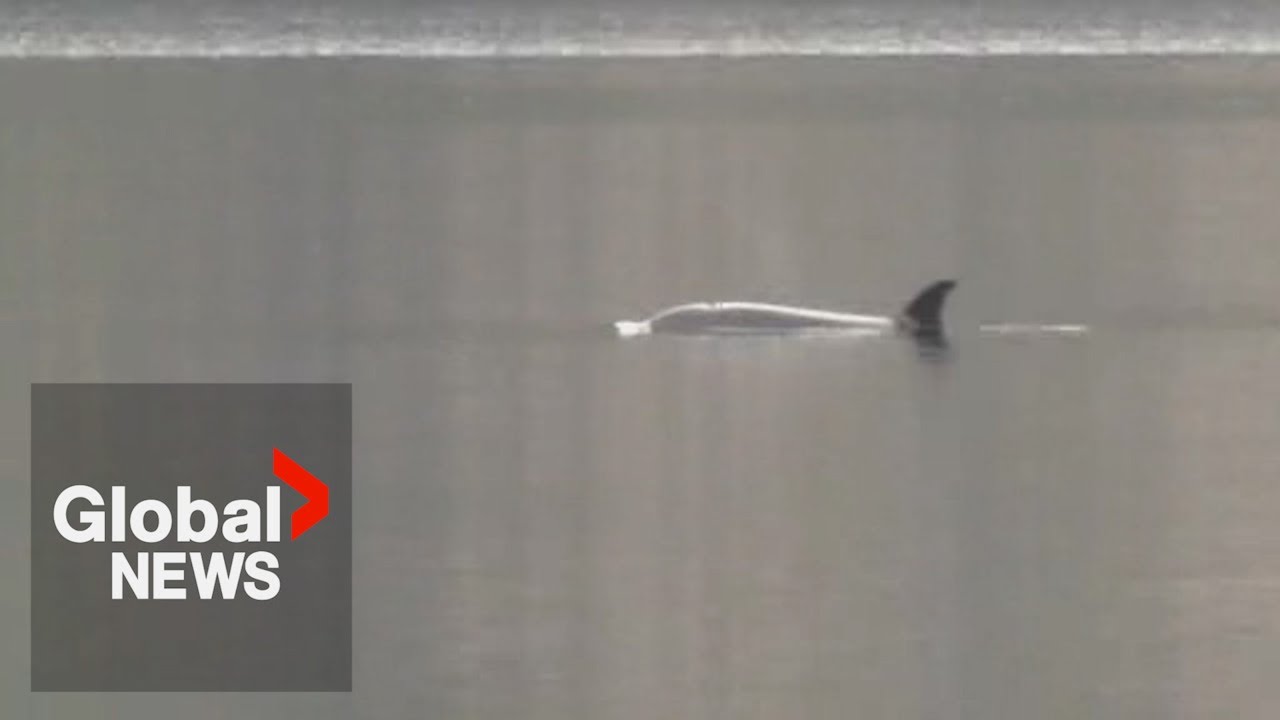 Dramatic rescue of stranded BC orca calf being considered: “Anything's ...