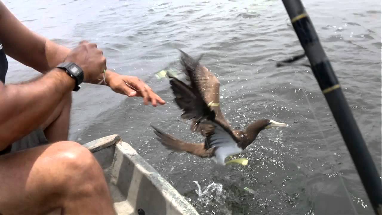 pescando um pato - YouTube