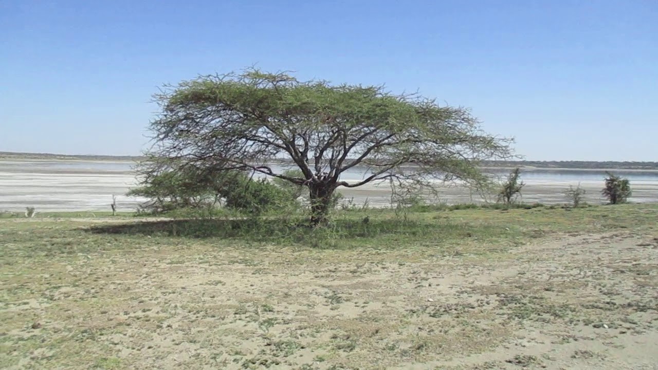 Lake Ndutu of Serengeti national park as seen from the Ngorongoro side ...