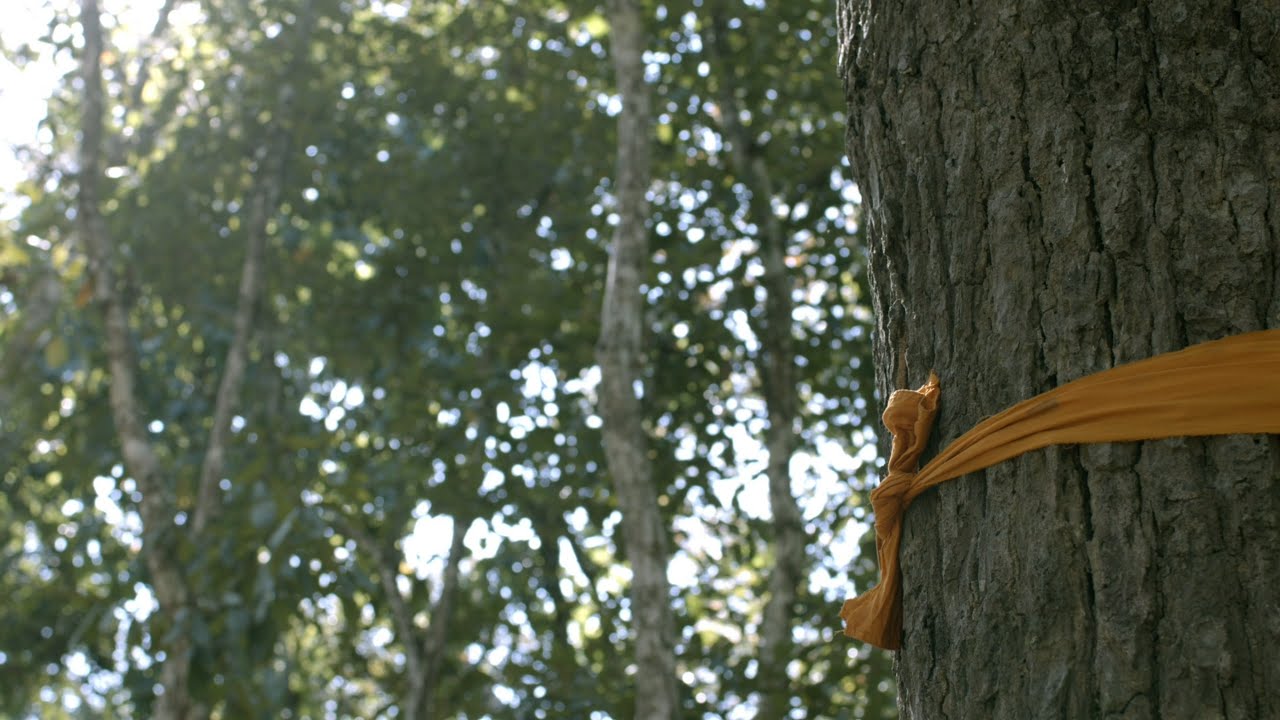 Nurturing Lives in the Forest documentary - YouTube