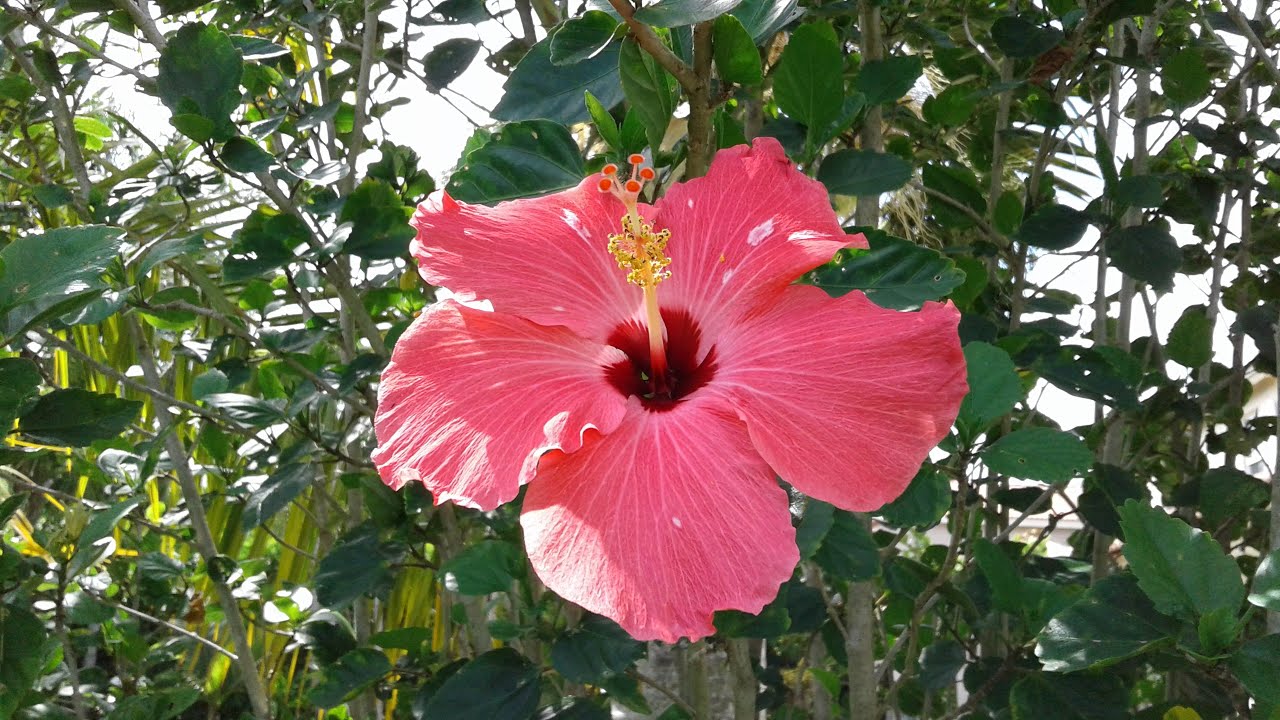 HI005 - Raspberry Hibiscus Bush - Many Blooms on Plant Today - June 24 ...