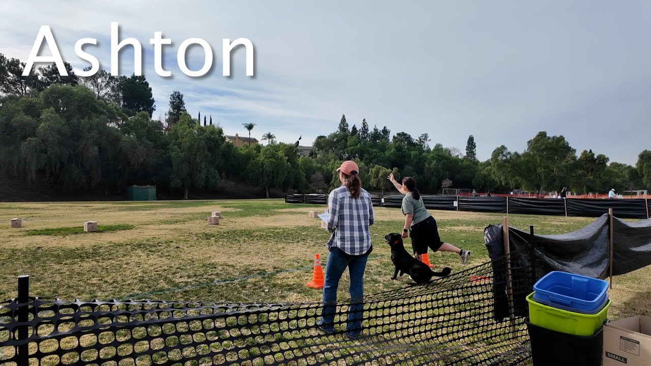 Dog Event Day Today - AKC Fetch Test with a Few of our Labs - Coal ...