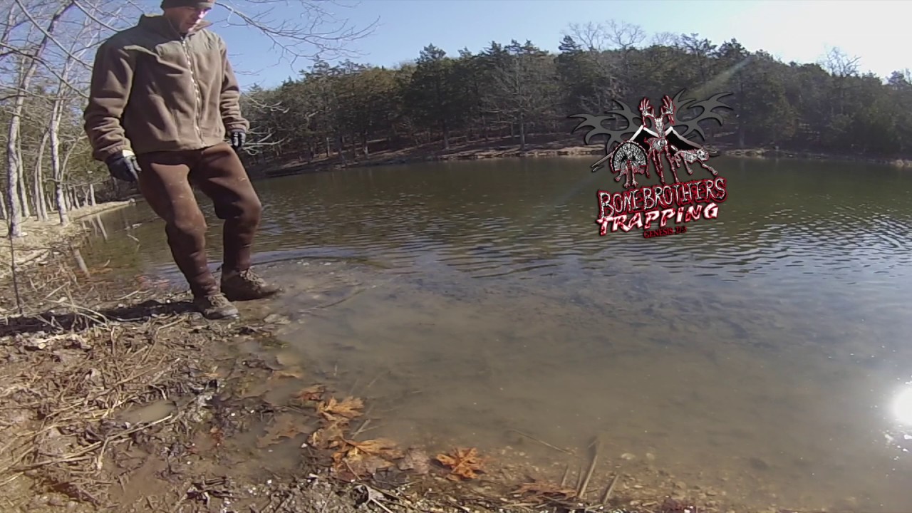 DUKE Beaver Trapping - YouTube