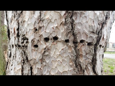 Why Are There Holes In My Maple Tree