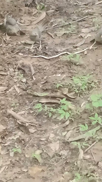 जिंदा सर्प को चिड़िया ने किया शिकार A bird hunted a live snake - YouTube