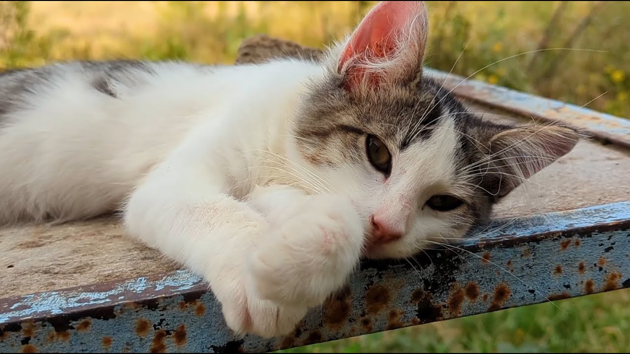 🔊🐈 100+F, kittens resting in the garden🐈 - YouTube