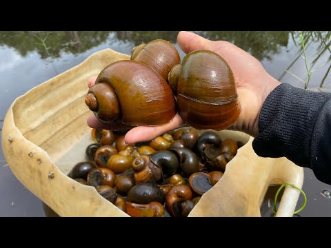 We found many snails in the lake. There were red snails and black snails.
