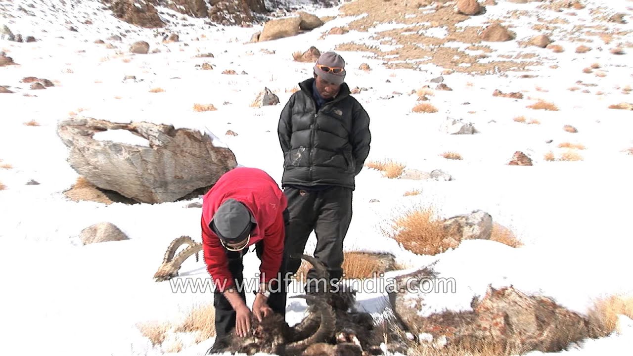 Ladakhi Men find dead Ibex in wintery Ladakh, take home head as a ...