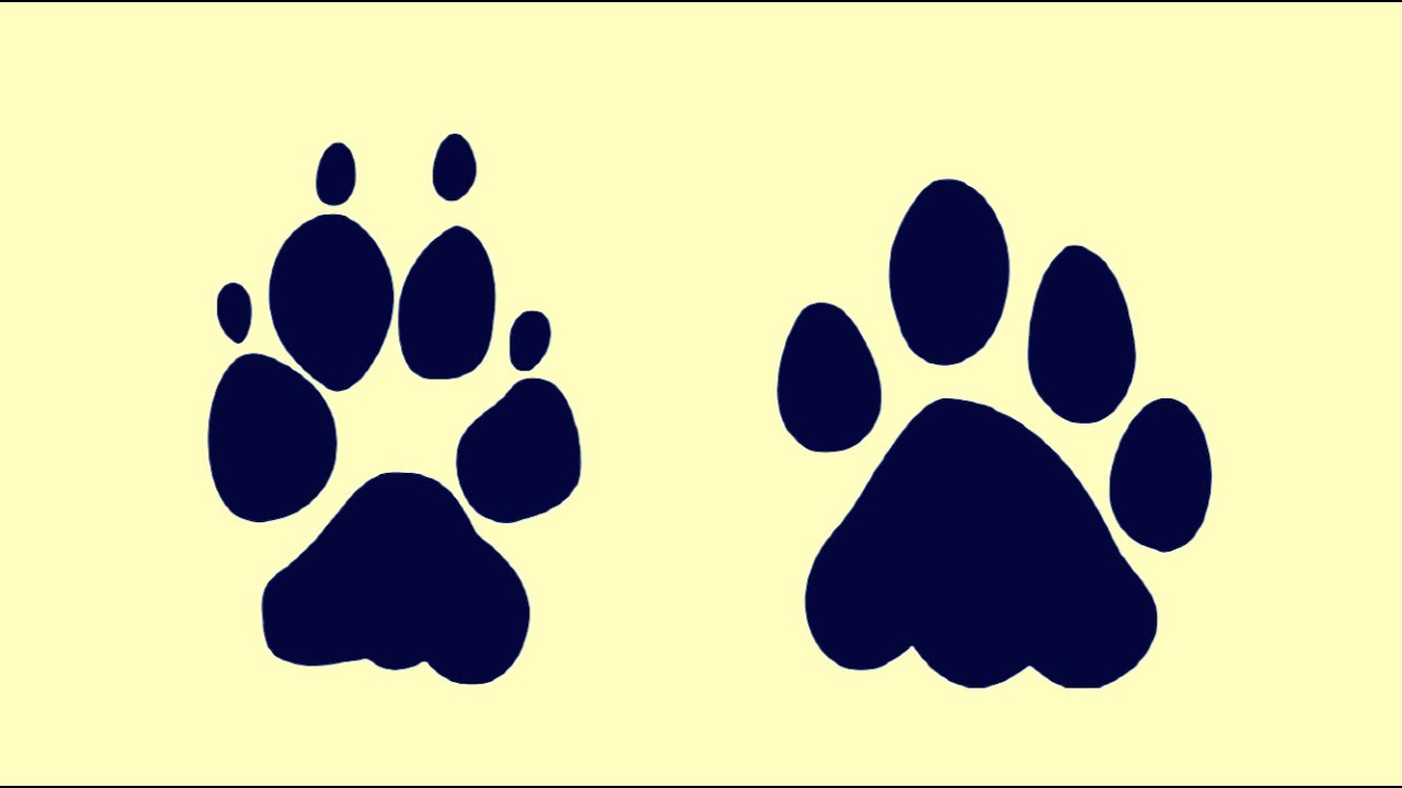 Identifying Pugmarks | Better Earth India - YouTube