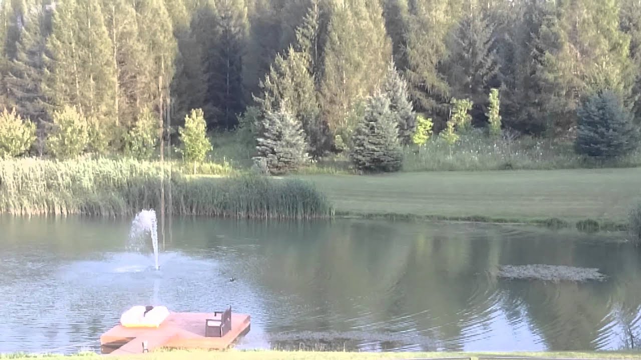 Eagle goes fish diving in our pond - YouTube