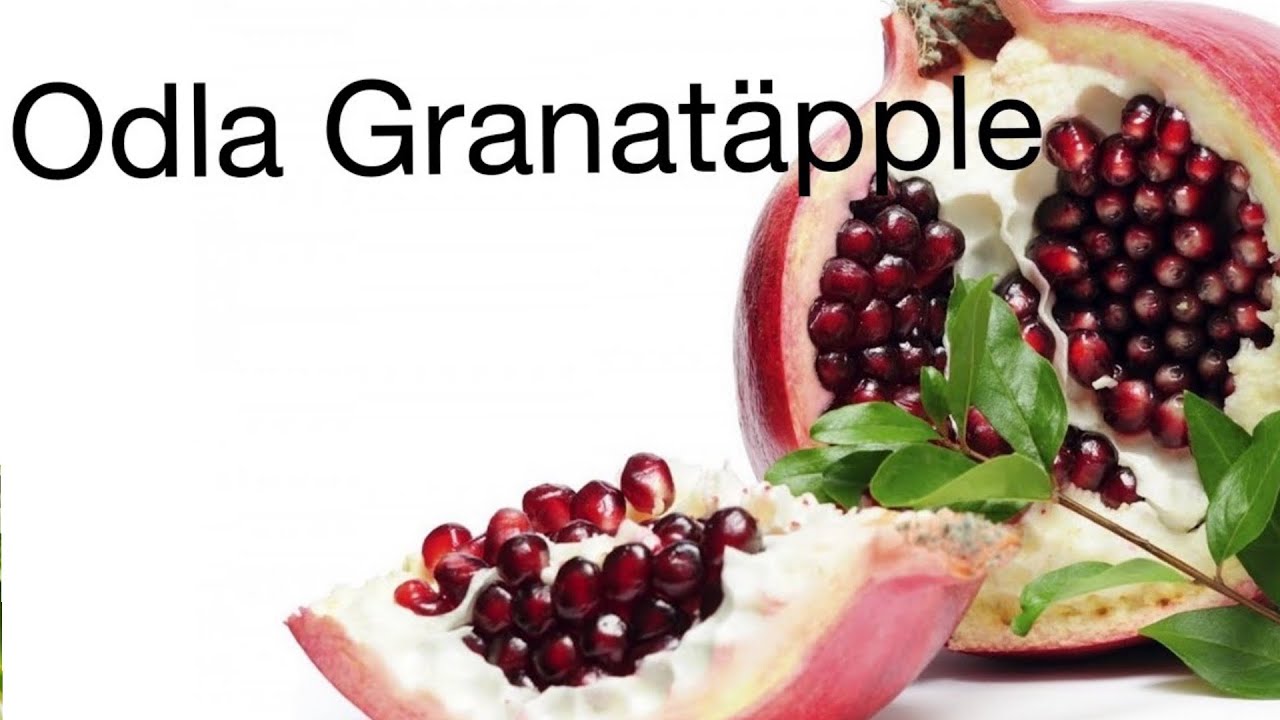 Odla Granatäpple del 3 / Grow a Pomegranate Tree from Seed part 3 - YouTube
