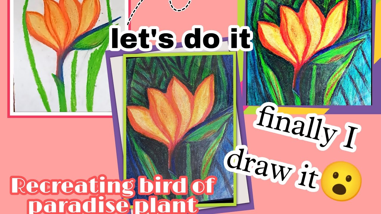 How to draw bird of paradise plant| draw paradise flowers step by step ...