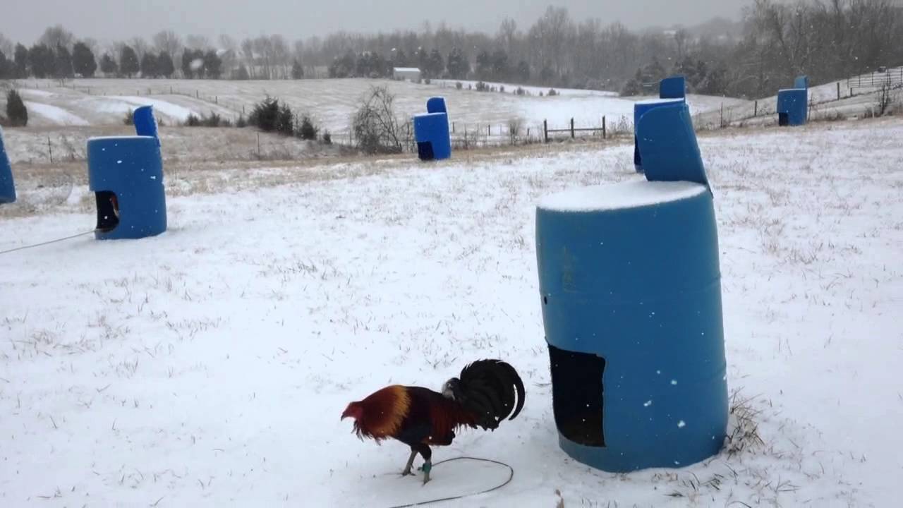 Wilhite Gamefarm #18 - YouTube