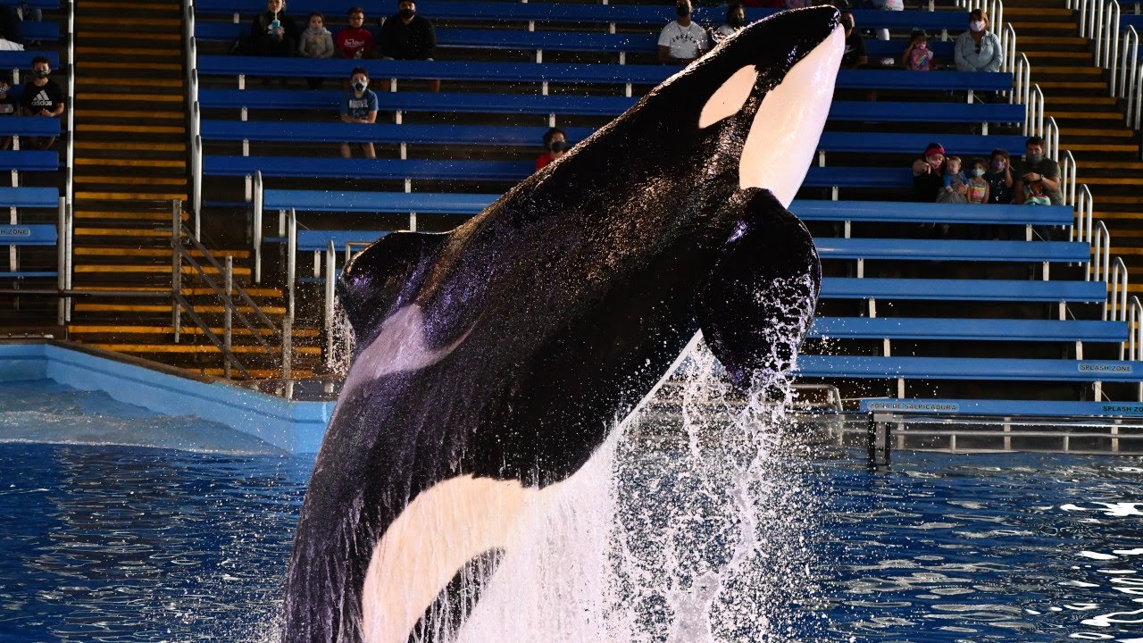 Orca Encounter (Full Show) - SeaWorld San Antonio - August 26, 2021 ...