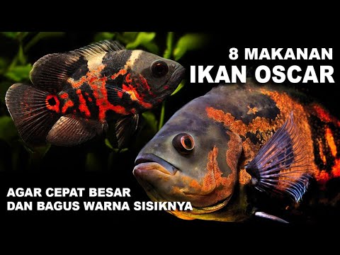 8 Makanan Ikan Oscar, Agar Cepat Besar dan Bagus Warna Sisiknya