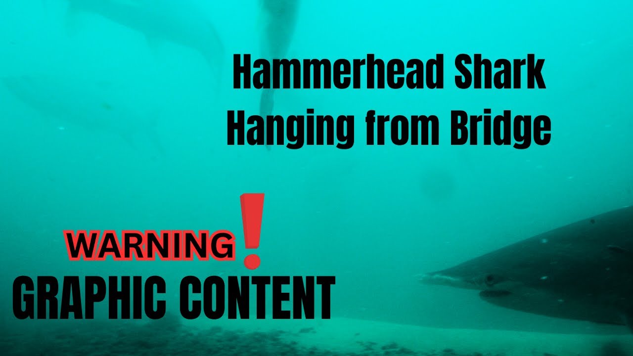 Shark Hanging from Bahia Honda Bridge **GRAPHIC CONTENT** - YouTube