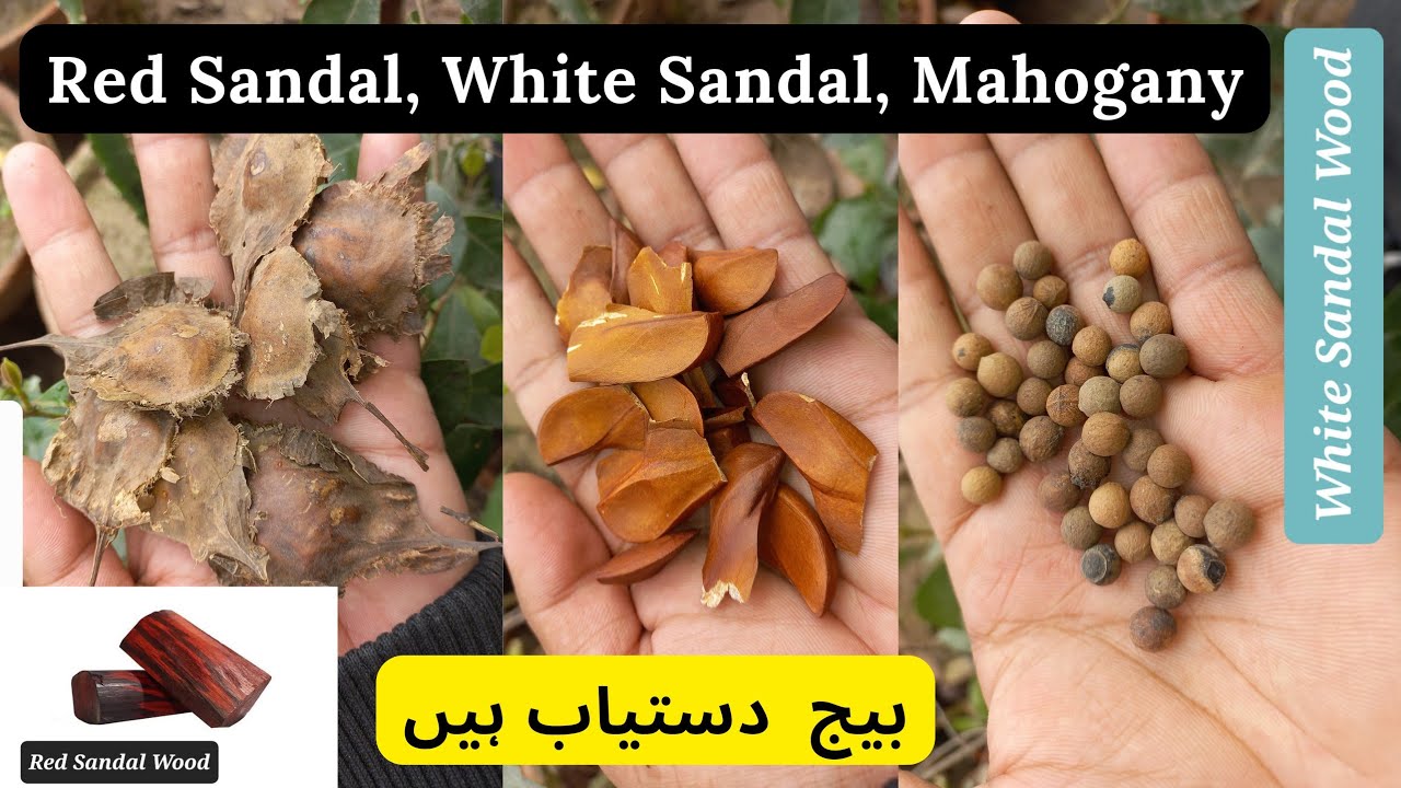 White Sandal Wood, Red Sandal Wood, Mahogany Tree Wood | Seeds | Rare ...