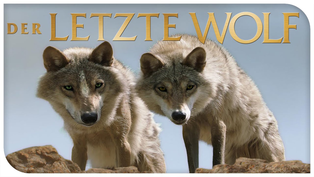 DER LETZTE WOLF | Trailer German Deutsch | Full-HD - YouTube