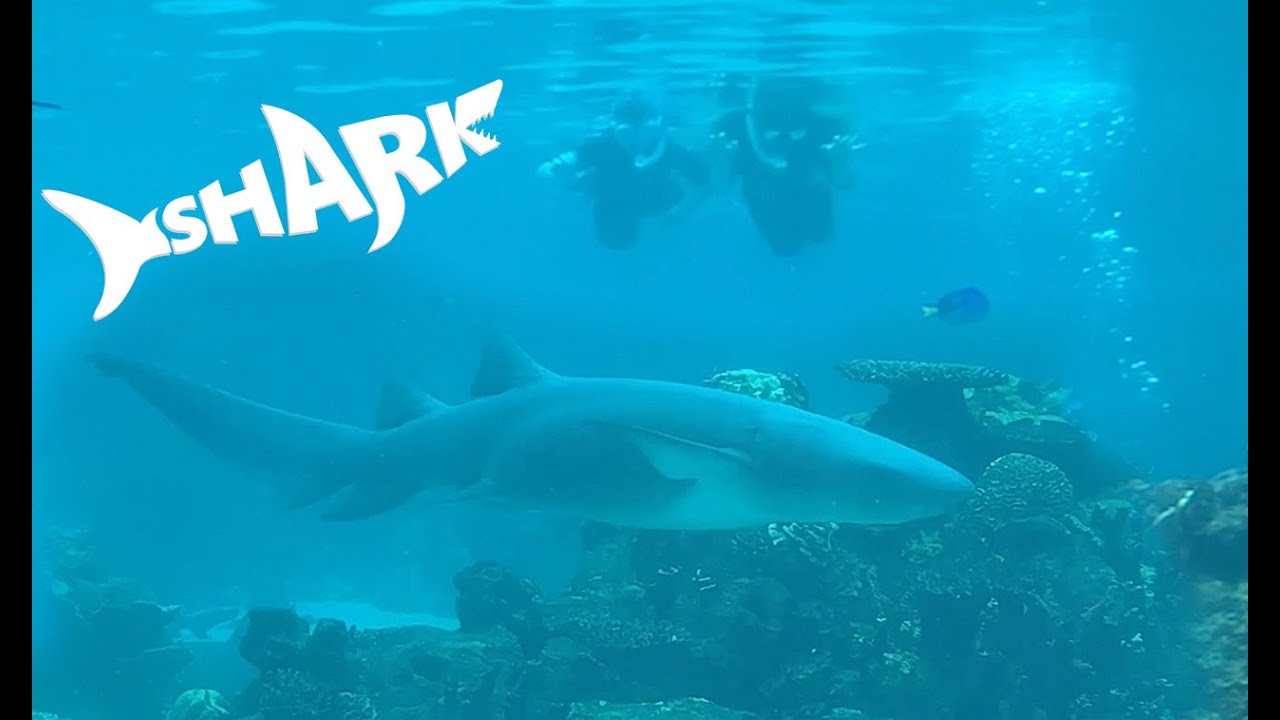 9 YR OLD swims with SHARKS!!! SeaWorld Australia Experience - YouTube