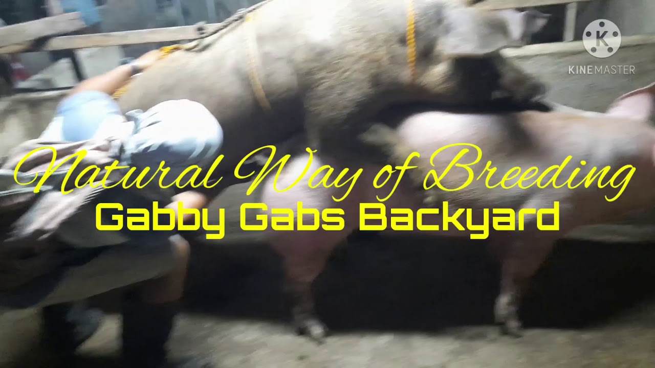 Natural Way of Breeding Pigs - YouTube
