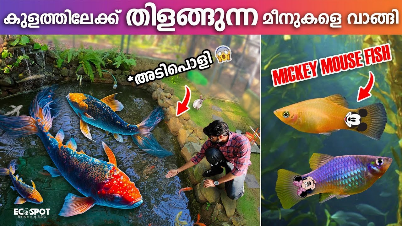 😍MICKEY MOUSE FISH നെ കണ്ടിട്ടുണ്ടോ ??? Bought New Glittering Koi Fish ...