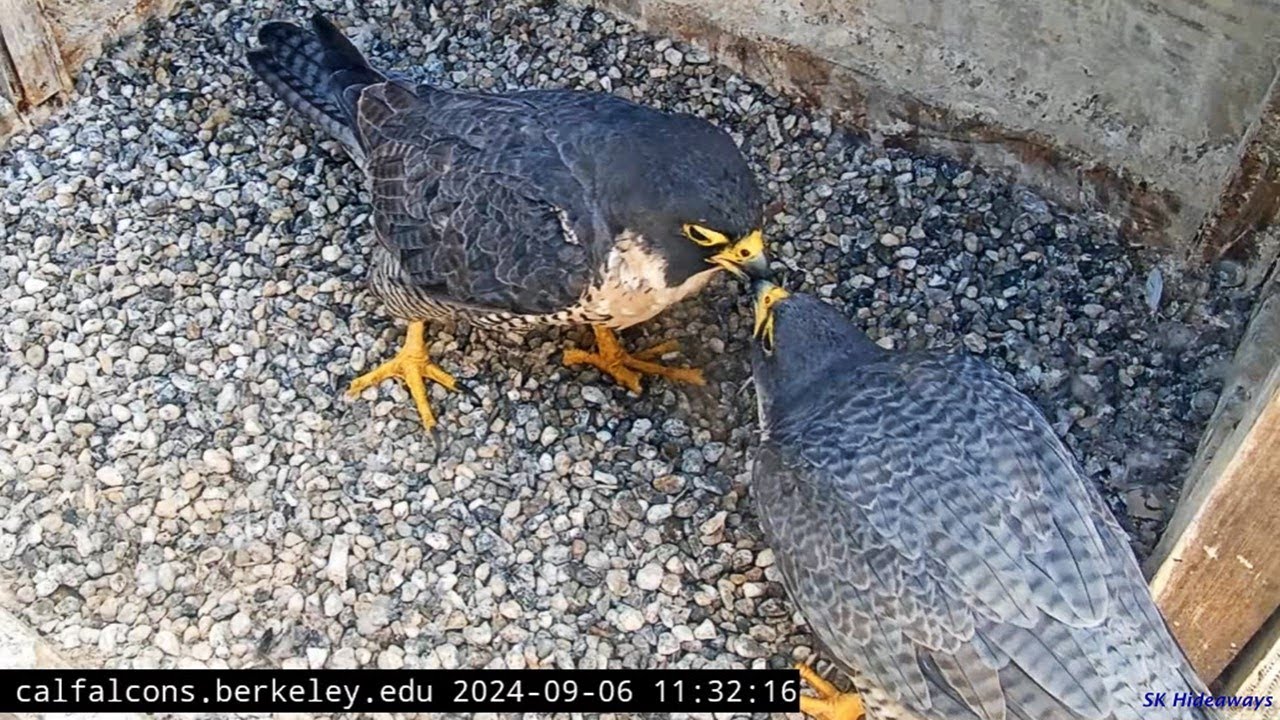 Cal Falcons: Annie & Archie Pair-Bond, Sharing Lots of Beakies 💋 2024 ...