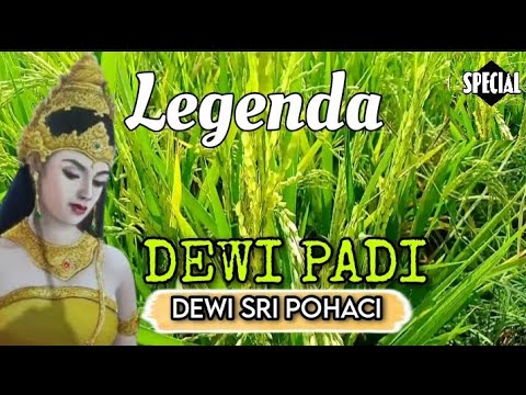 LEGENDA DEWI PADI || DEWI SRI POHACI || CERITA RAKYAT - YouTube