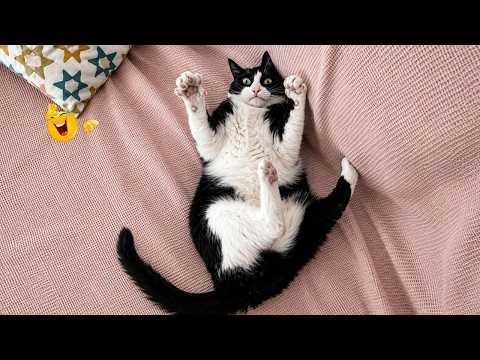 FUNNIEST CAT FAILS CAUGHT ON CAMERA 🤣😹– Try Not To Laugh | Best Cat Videos 🐈