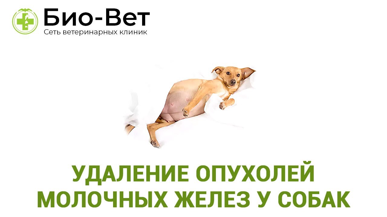 Удаление опухолей молочных желез у собак Ветеринарная клиника Био Вет