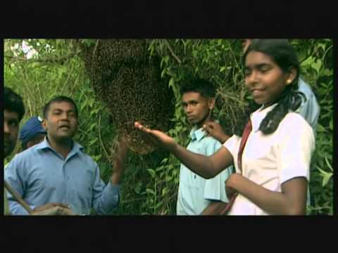 Beekeeping Sri Lanka bee protection organization video 3 - YouTube