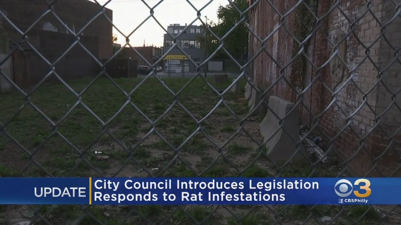 Philadelphia City Council Introduces Legislation Responding To Rat ...
