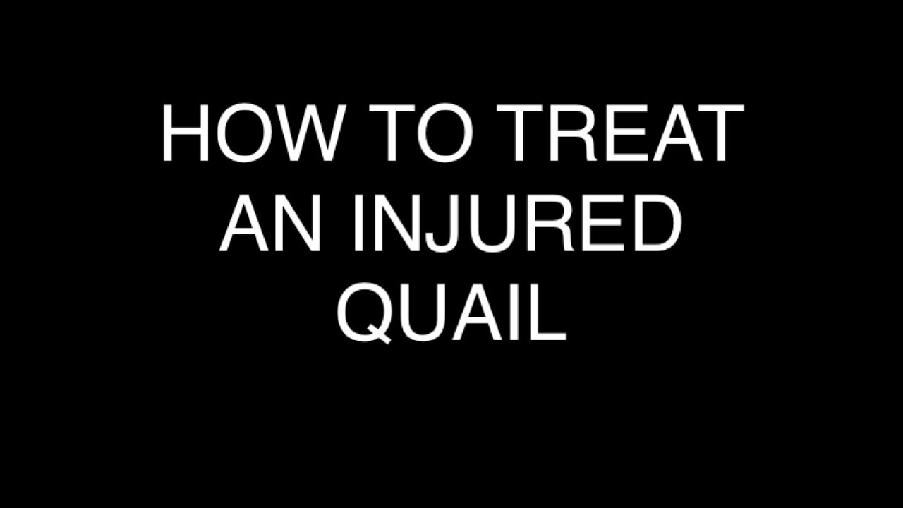 Treating An Injured Quail - YouTube