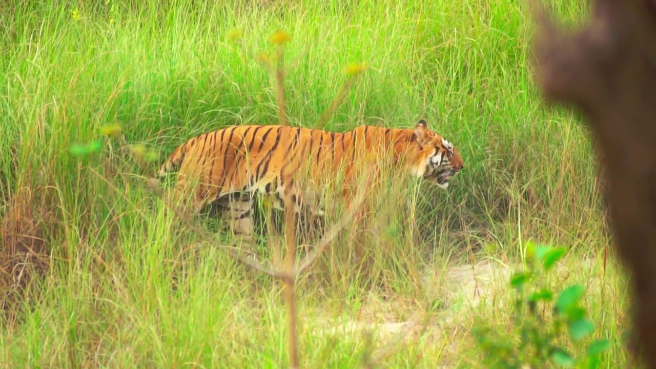 The Terai Arc Landscape (TAL) - YouTube