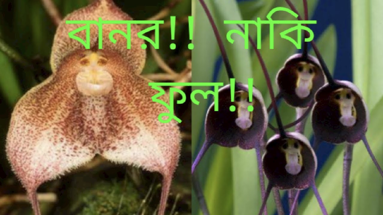 Amazing creation -The Monkey face Orchid Flower! বিচিত্র সৃষ্টি ...