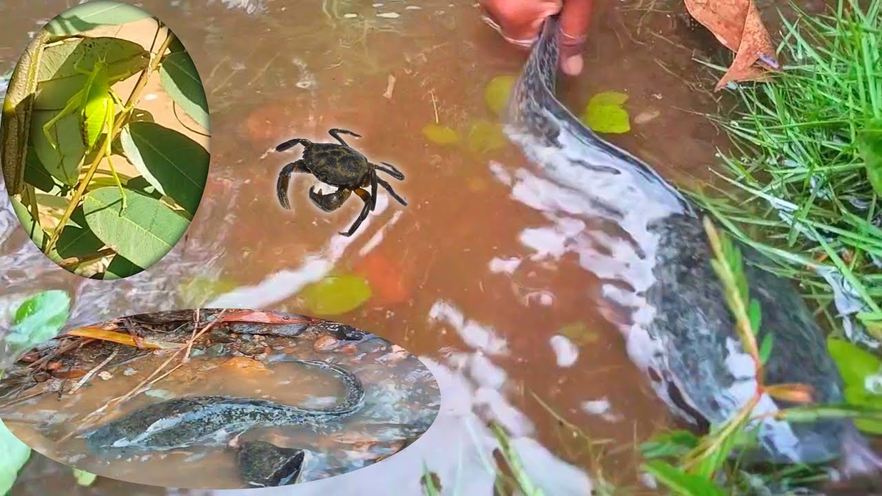 Tangkap monster sungai !! kepiting dan banyak hewan - YouTube