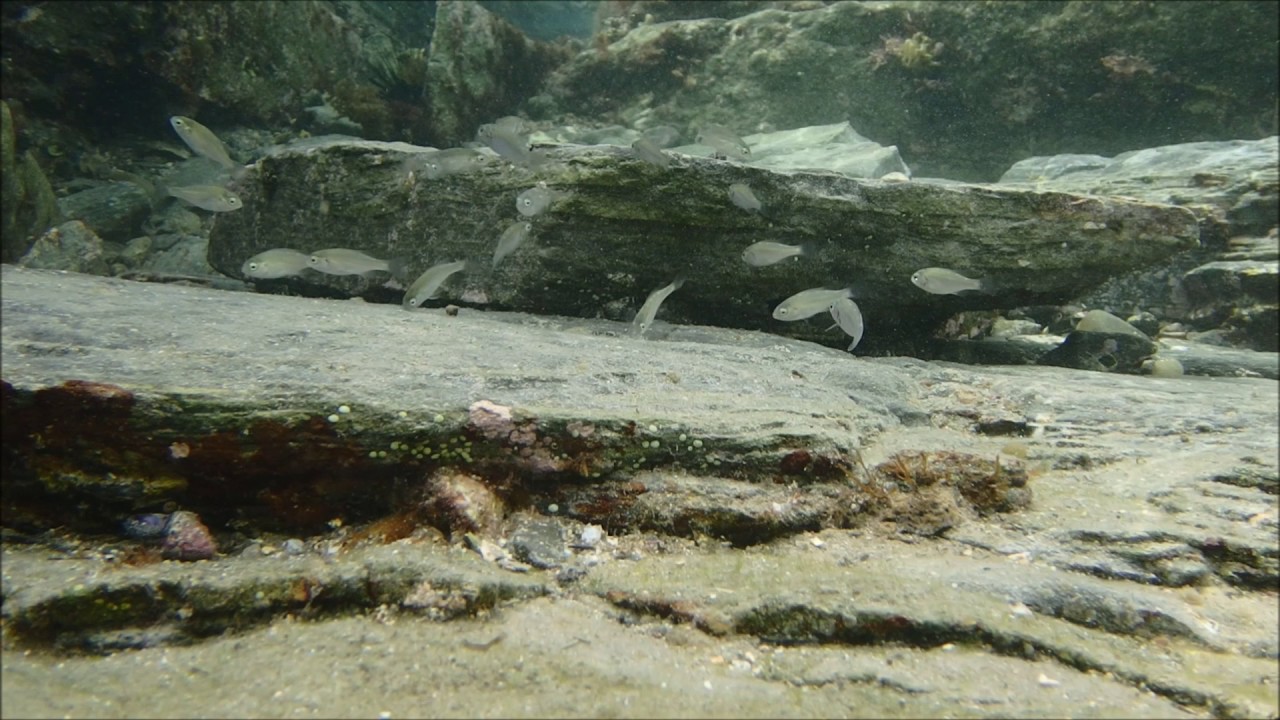 fish in the tidepool 2017 03 16-1 - YouTube