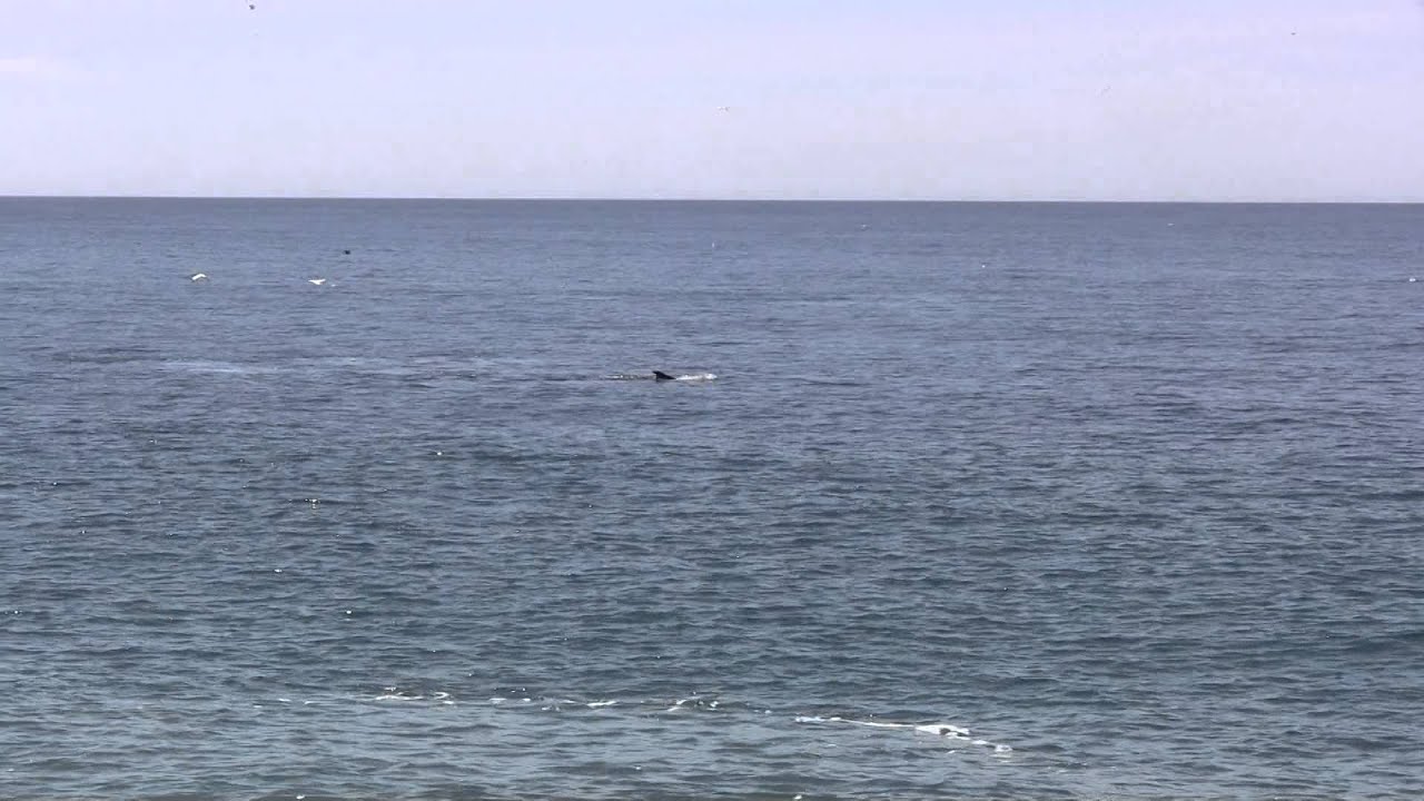 A whale at St. Vincent's Beach, Newfoundland - YouTube