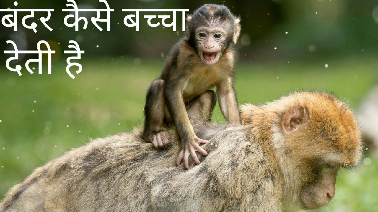 How does monkey give birth to their young ones | Monkey birth - YouTube