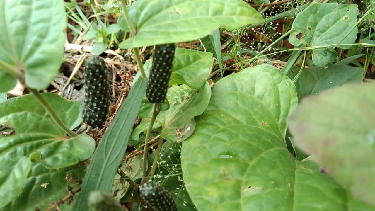 Long pepper plant / Thippili plant 🌱🌱 - YouTube