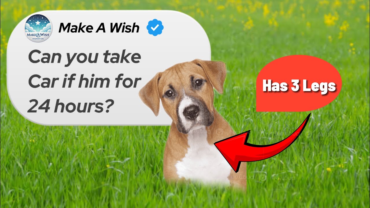 24 hours with Make A Wish Dog - YouTube